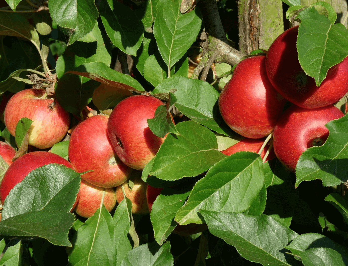 8 Simpele Stappen voor Snel Zelf Appelsap Maken (Heerlijk!)